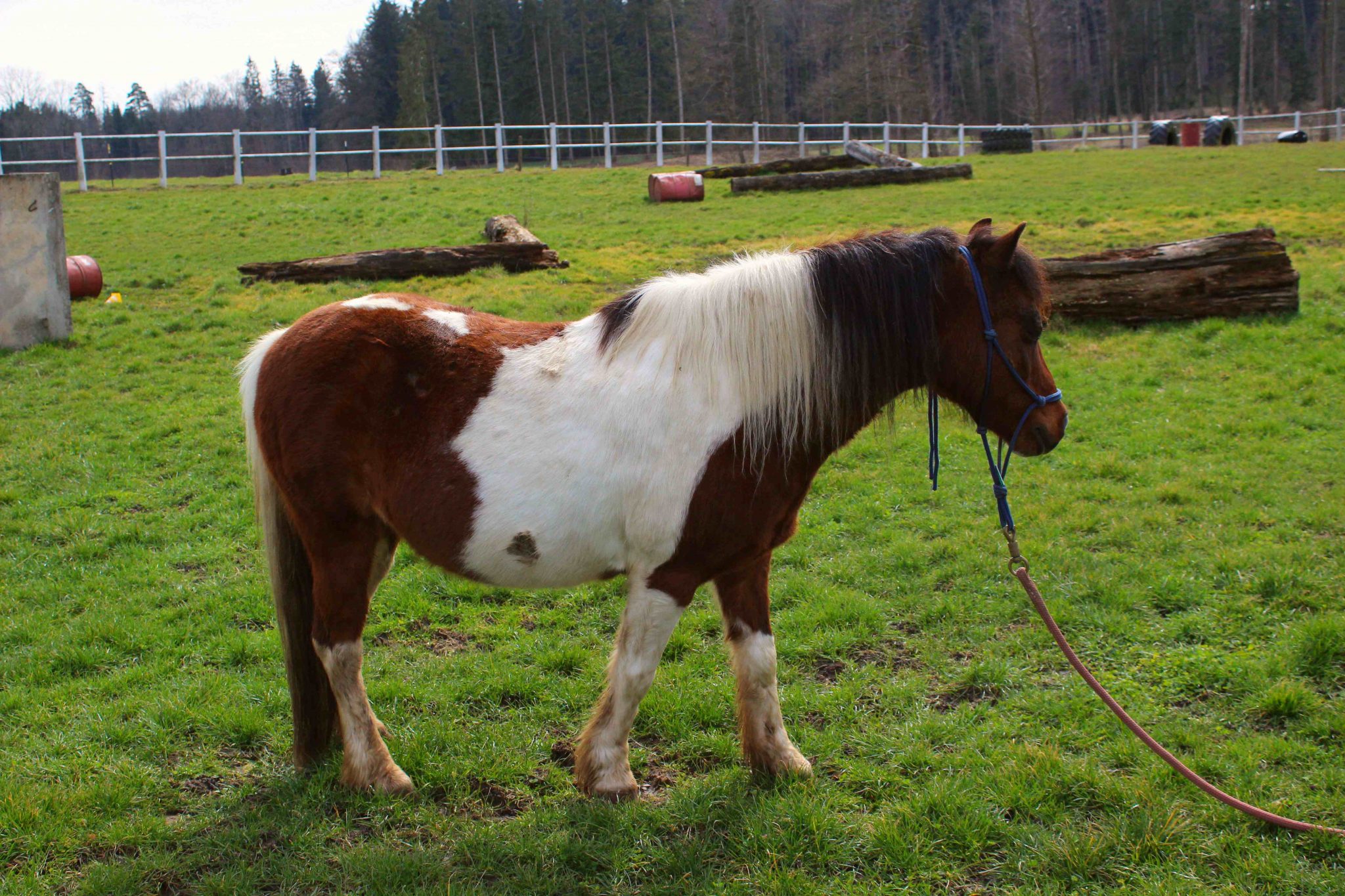 Unsere Schulpferde – Ferien- und Ponyhof Eberhart